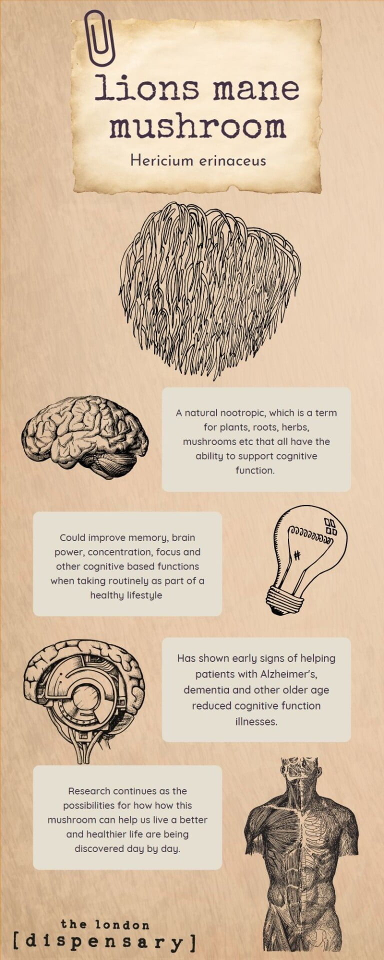 Lions Mane Mushroom UK: The Ultimate Guide | The London Dispensary